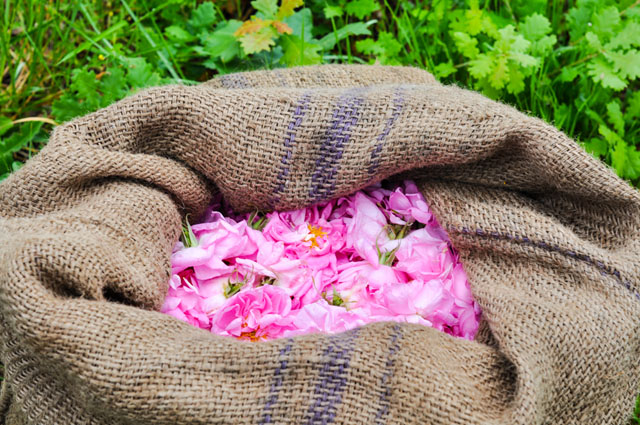 Handpicking the Rose Centifolia in Grasse, France – Emily Jane Johnston