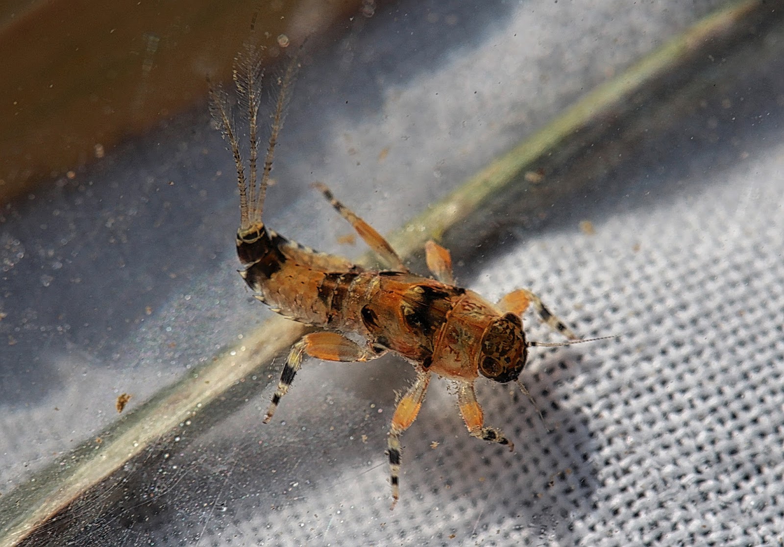 Aquatic Insects of Central Virginia: Some beautiful insects at the ...