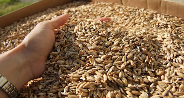 Simple tips on how to grow Spelt from seed to harvest