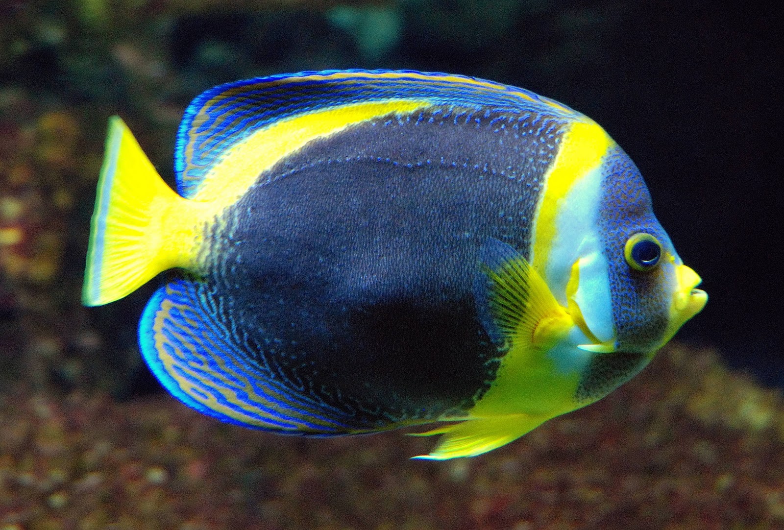 Fish Index: Scribbled Angelfish (Chaetodontoplus duboulayi)