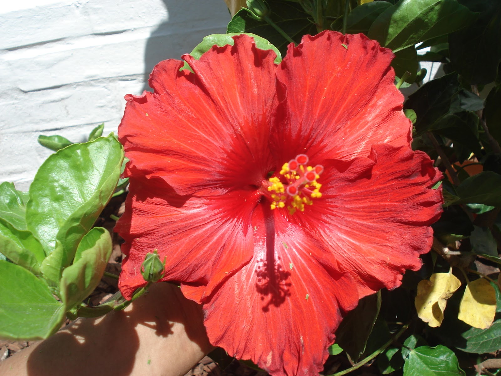 Reverdir **JARDINERIA Y PAISAJISMO**: EL COLOR DE LAS FLORES, rojo en ...