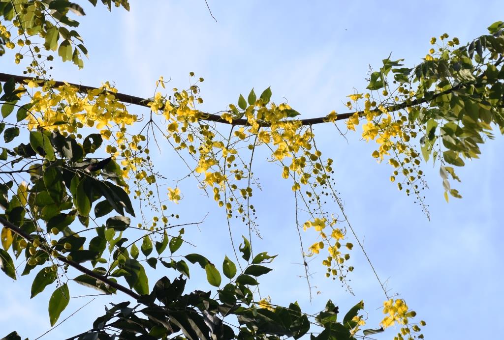 Kumbuk Pokuna Lodge: " Ehala Tree" in bloom - Galdola Godagama