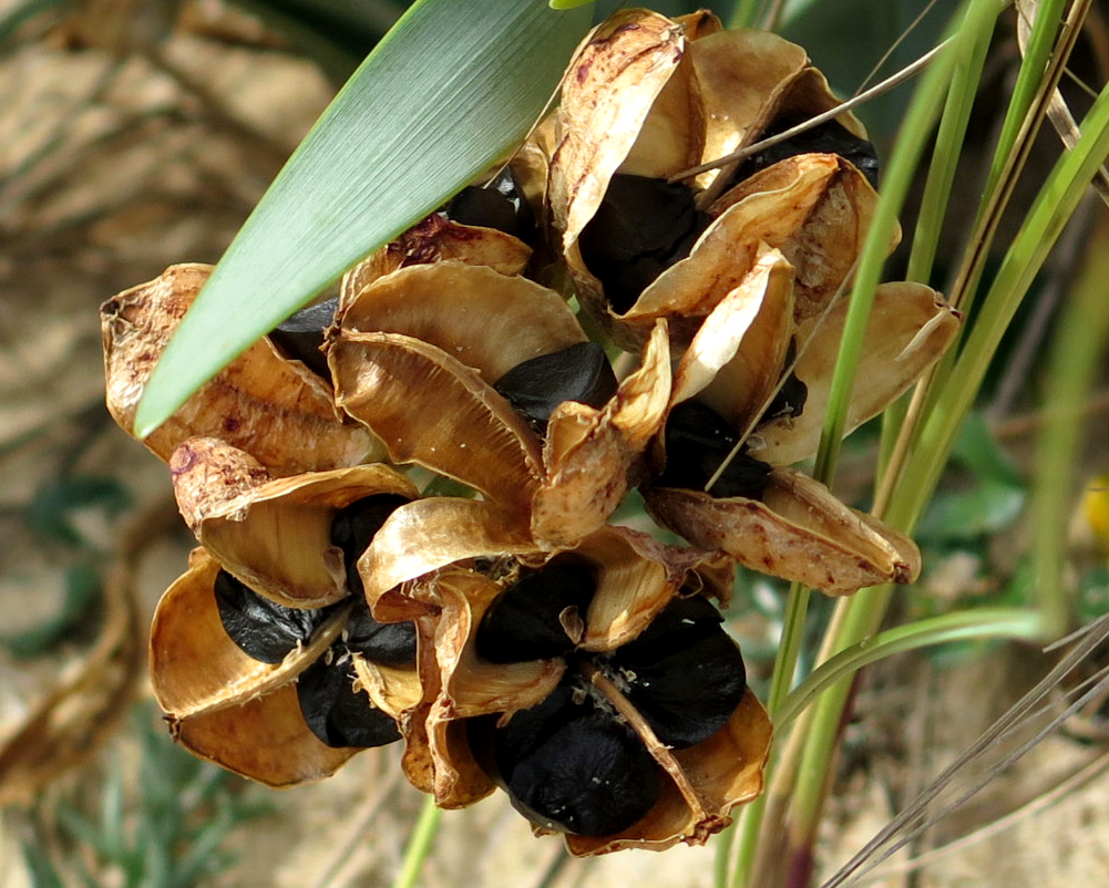 Glosario botánico con imágenes, letra C