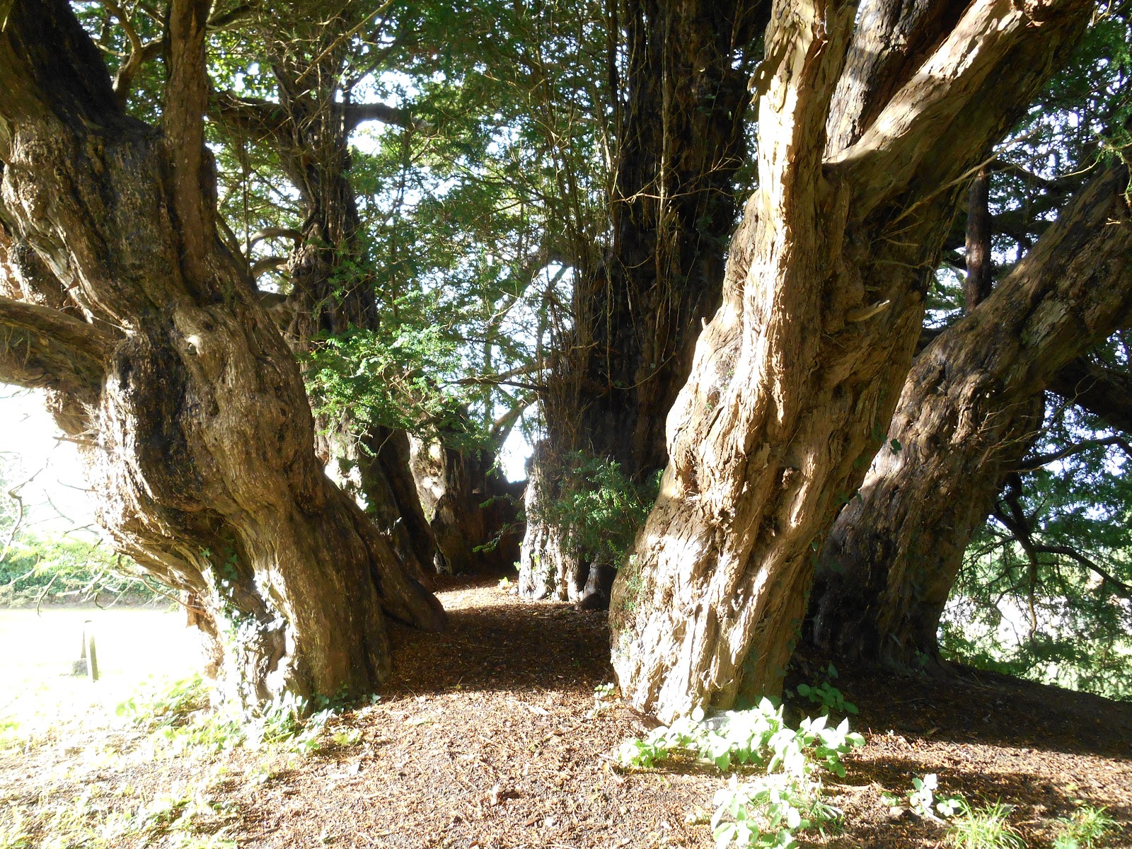 Off the Beaten Track in Somerset: Tenacious Trees: Dunster Douglas, the ...