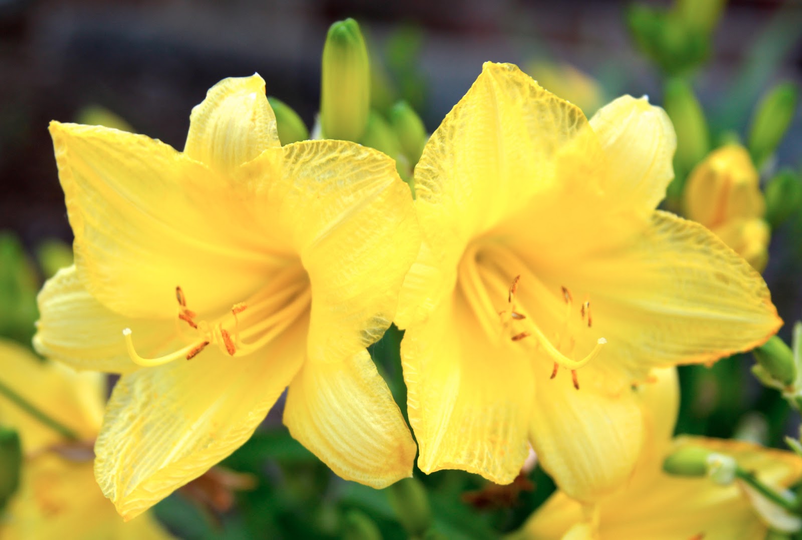 Rainbow Magic Sparkle Butterfly : Late spring flowers - lots of ...