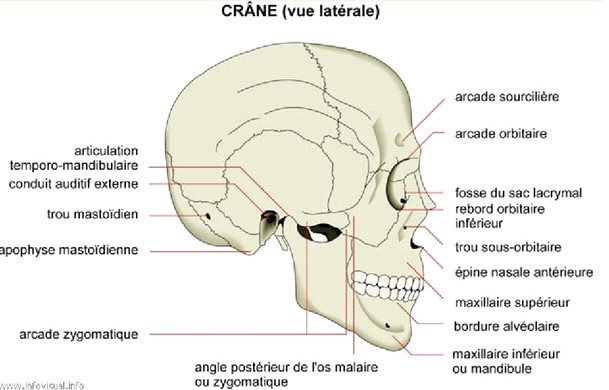 Anatomie de la Tête