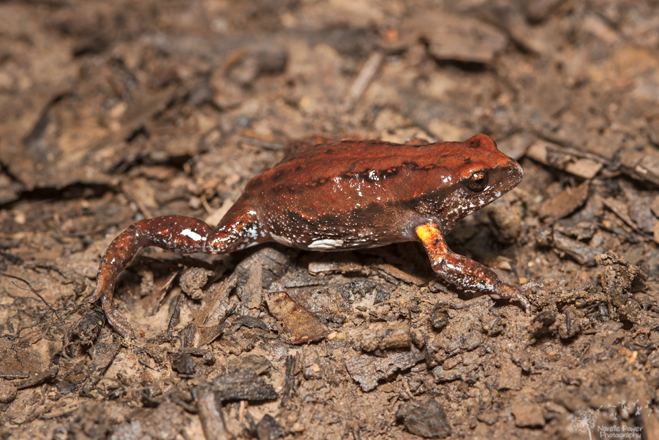 South-east Queensland's secret frog