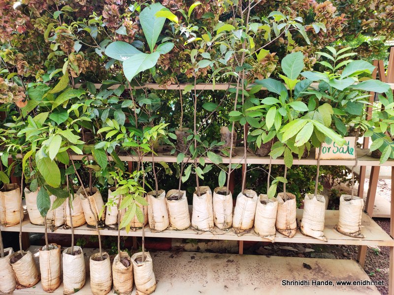 Salumarada Thimmakka Tree Park near Manipal: Photos and complete info ...