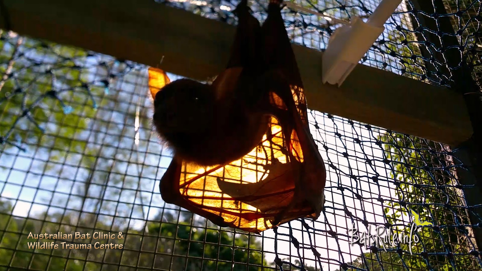 Baby Megabat Little Red getting some sun flyingfox fruitbat