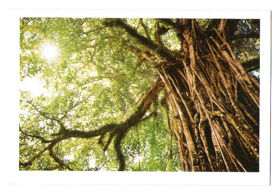 Postcards Journey: Northern Marianas Islands - Tao Tao Mona Tree