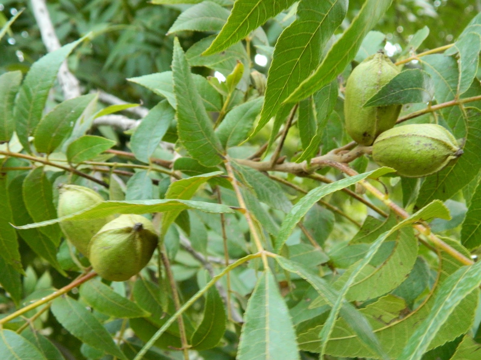 Jardinería Pampeana: PECÁN: UN EJEMPLAR CON SENTIMIENTOS.