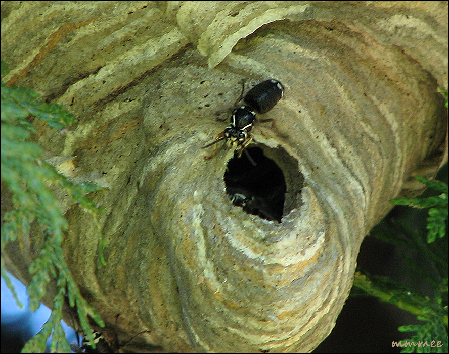 My Garden: More on the black hornets