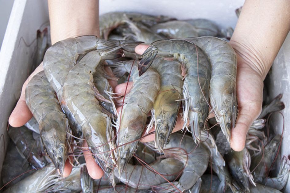Tempat Jual Udang di Yogyakarta 2022 - #1 JUAL IKAN TERPERCAYA