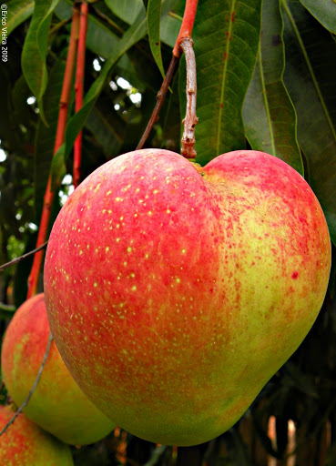 Let's Swear to Plant Mango Trees