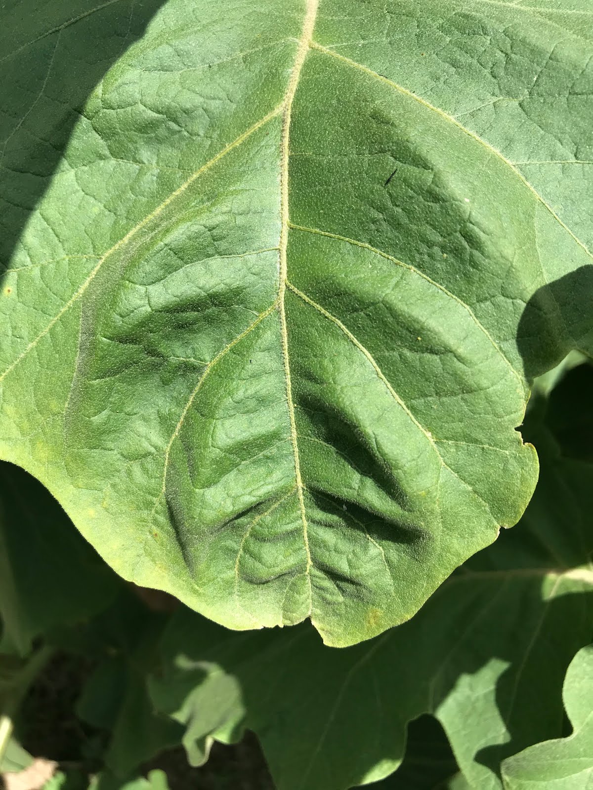 Common Pest and diseases of Vegetable crops in Trinidad