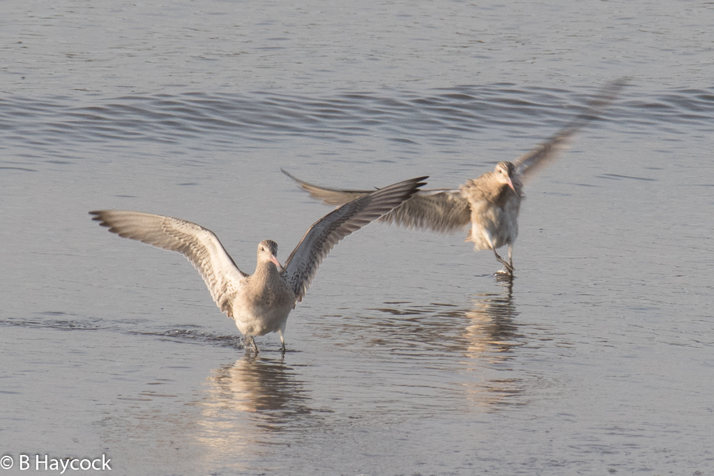 Pembrokeshire Birds: Stackpole late morning & Angle Bay mid-afternoon