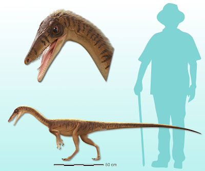 Coelho pré-Cambriano: novembro 2020