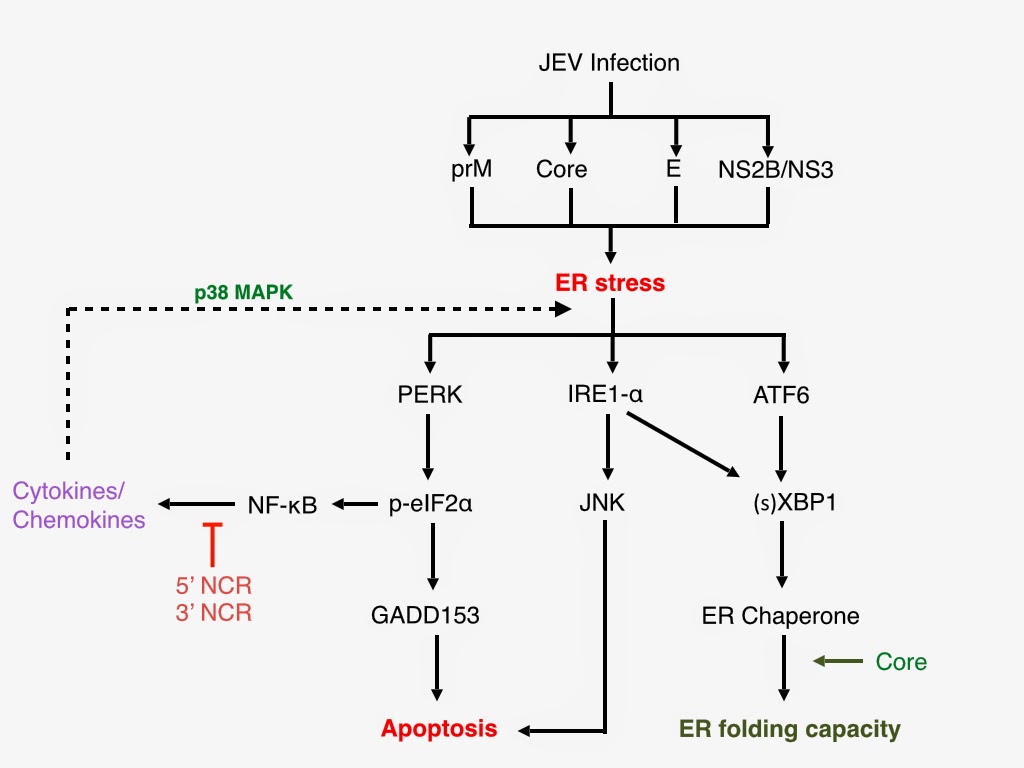 Virology tidbits: Japanese Encephalitis Virus (JEV), ER stress, and ...