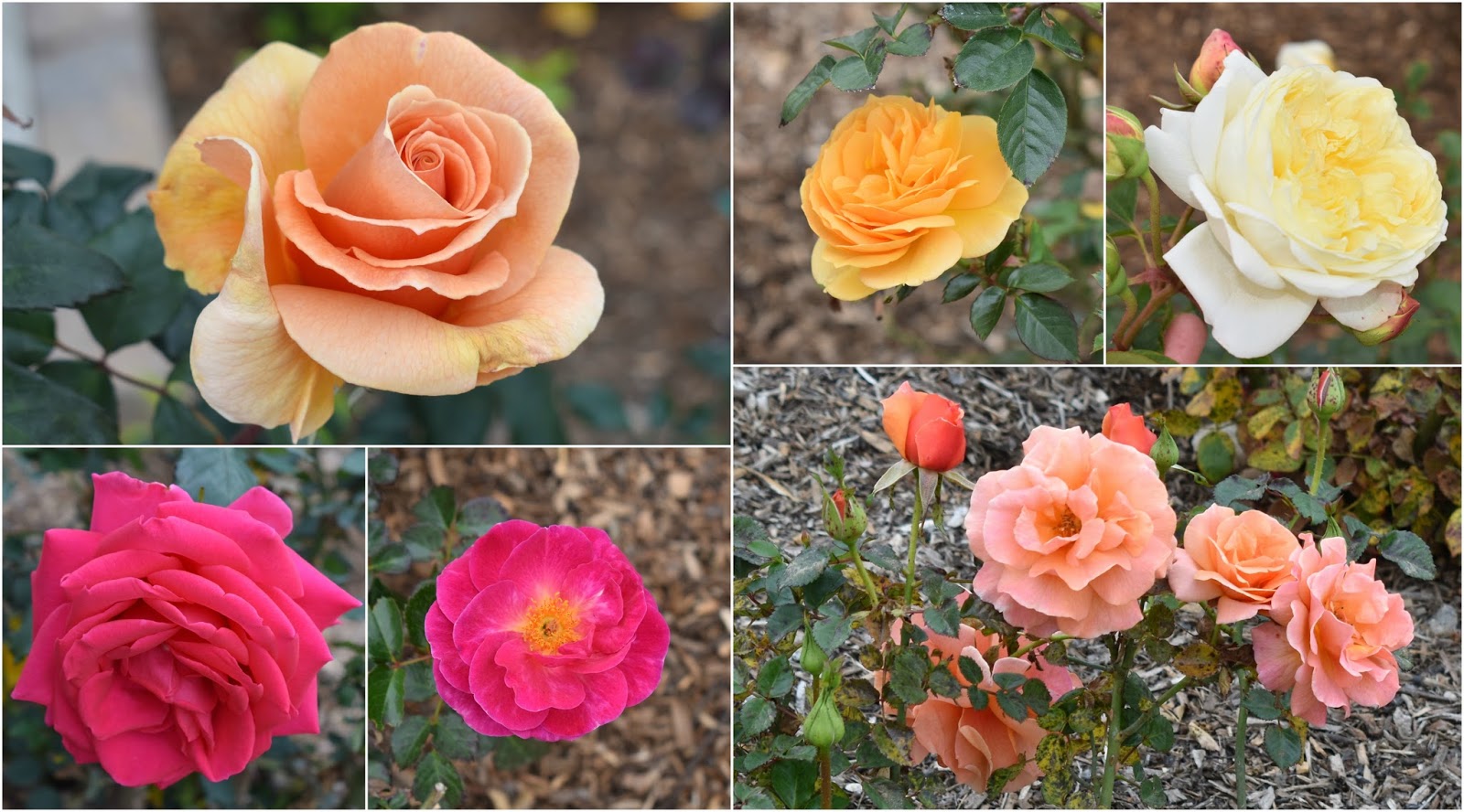 Late to the Garden Party: Local Spring Flower-fest