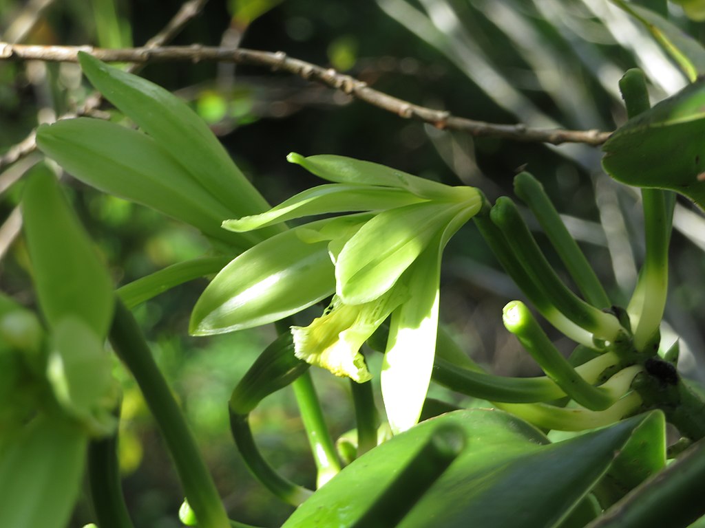 Vanilla planifolia care and culture | Travaldo's blog