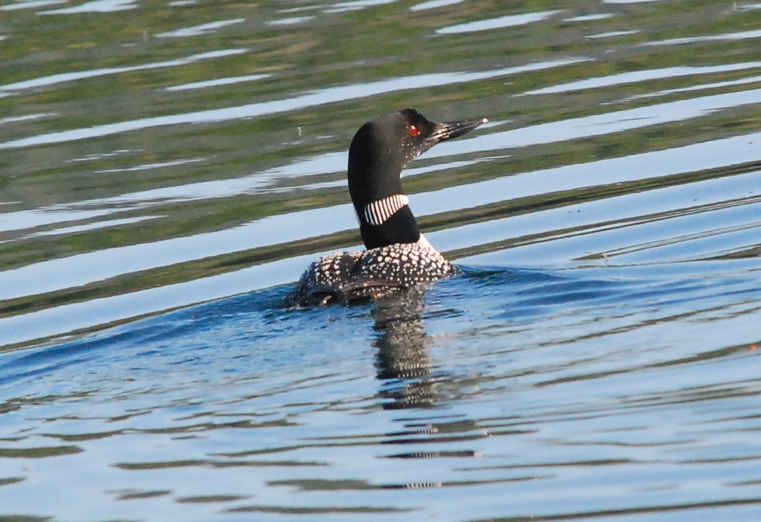 Birds of Madison County: Common Loons - visitors to Madison County