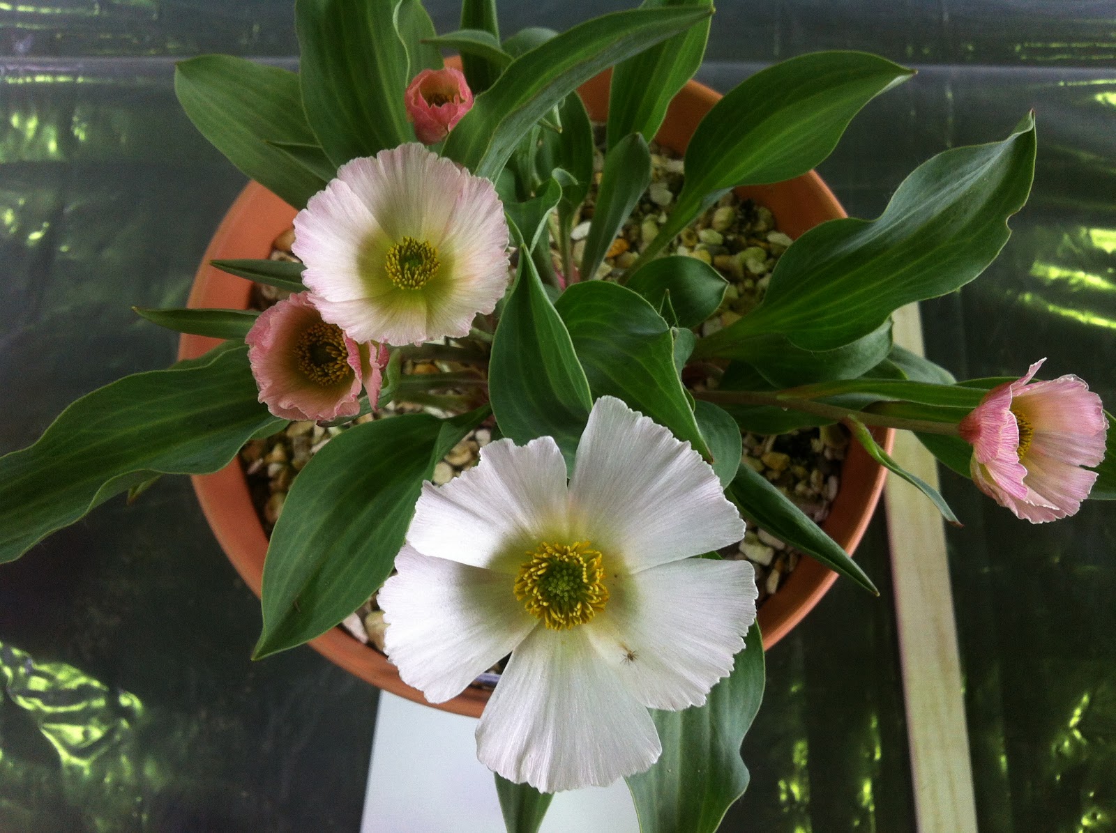 What ho Kew!: AGS Harlow Show