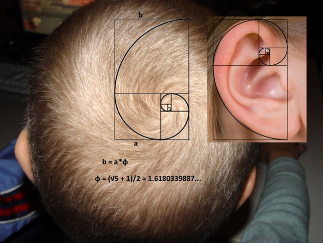 Rahsia Golden Ratio Fibonacci φ | Jurnal LangBiru..