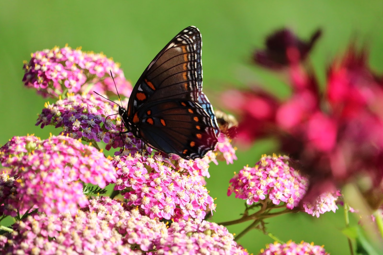 Red-spotted purple butterfly 3