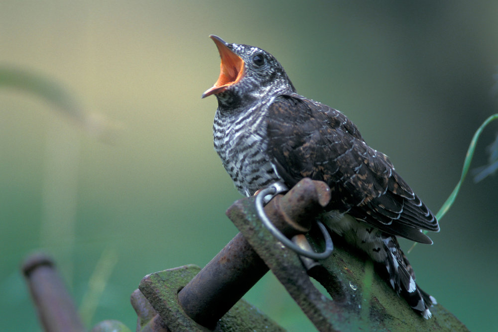 De ce cântă cucul?