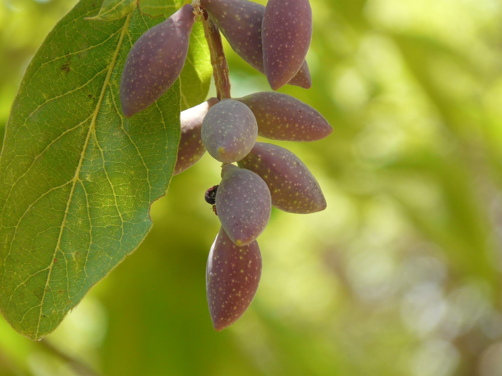 The Miracle Of Haritaki Herb. Ten Shocking Facts About Haritaki Herb.