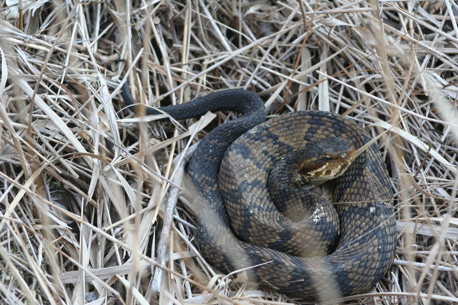 Hoot Owl Karma: More Wild Moments - Croatan Cottonmouth