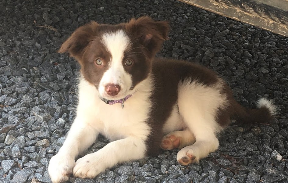 Small and Mini Border Collies