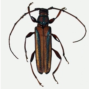 Garden Guy Hawaii: Monkey Pod Round-Headed Borer
