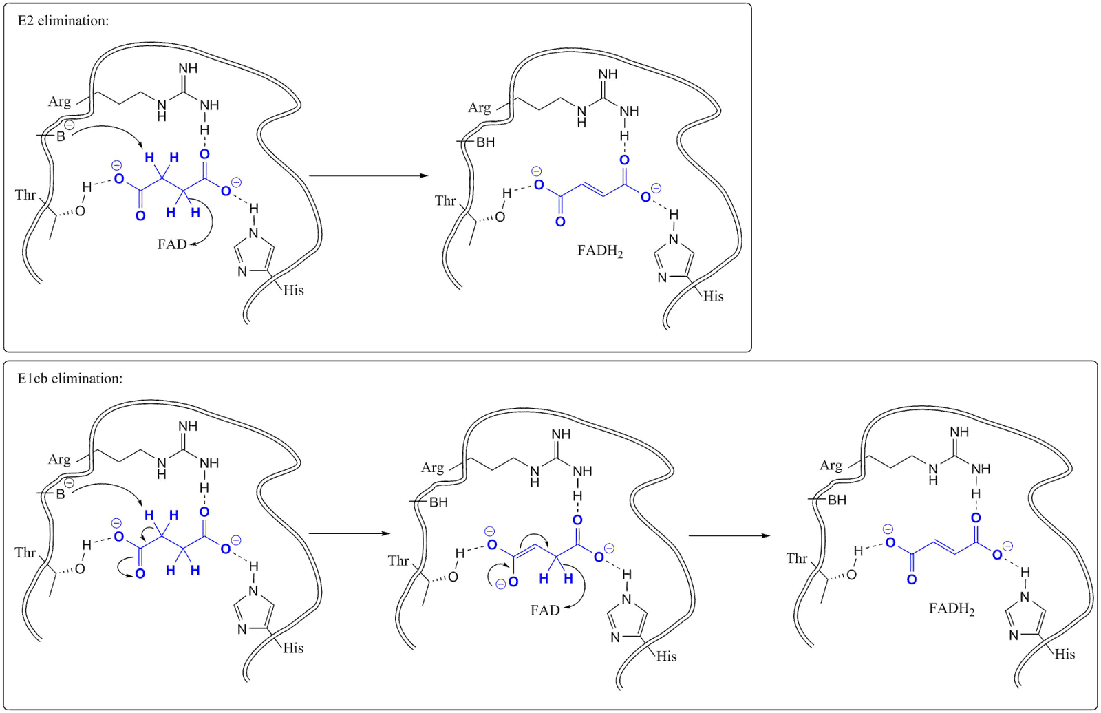 Succinate Dehydrogenase Mechanism