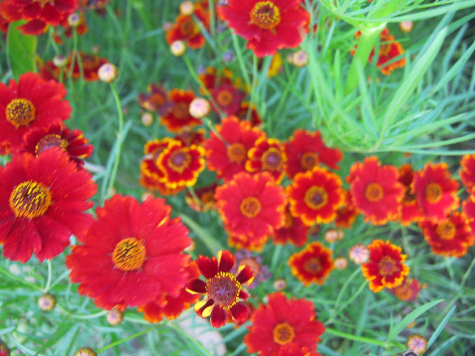 Photoclazz: Flora and Fauna