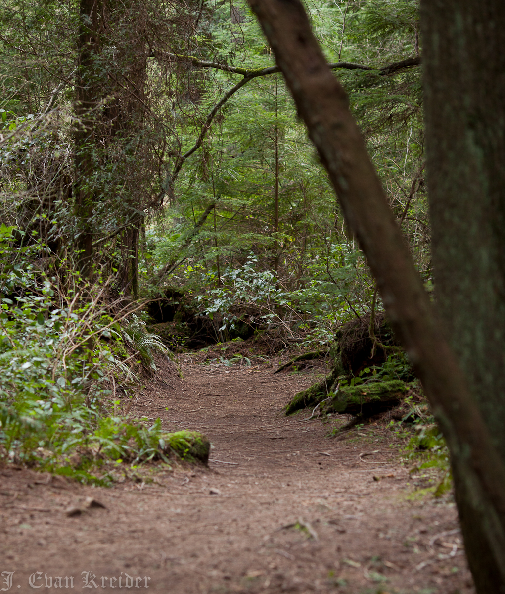 Kreider's Korner Photographs: Sword Fern Trail, Pacific Spirit Park ...