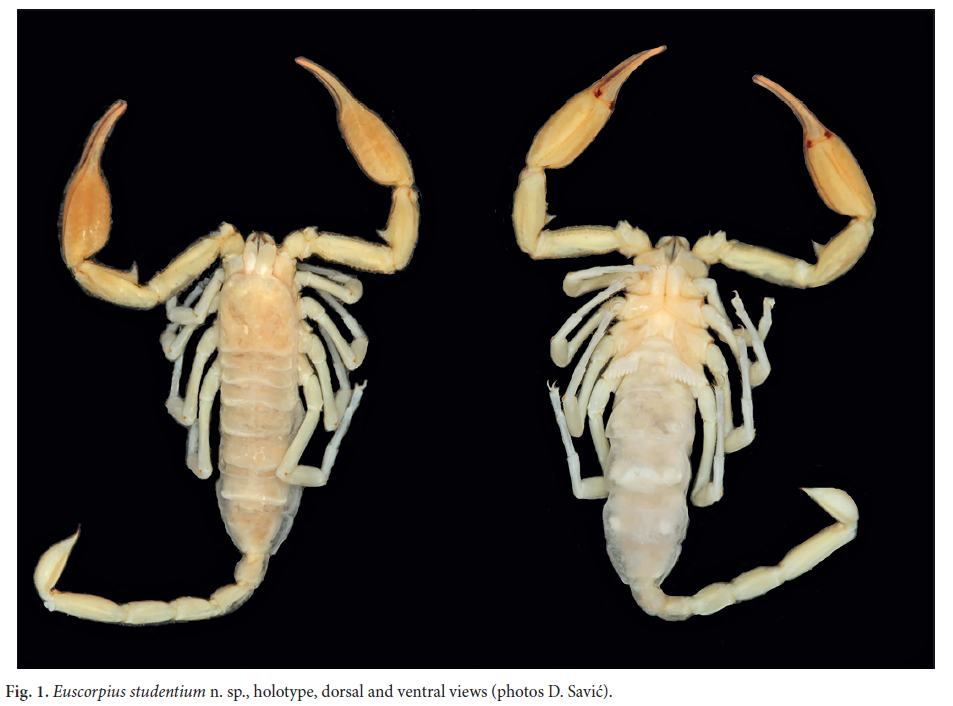 The Scorpion Files Newsblog: Yet another remarkable cave scorpion ...