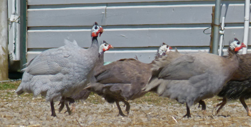 Life, Birding, Photos and Everything: A Drive in the Country