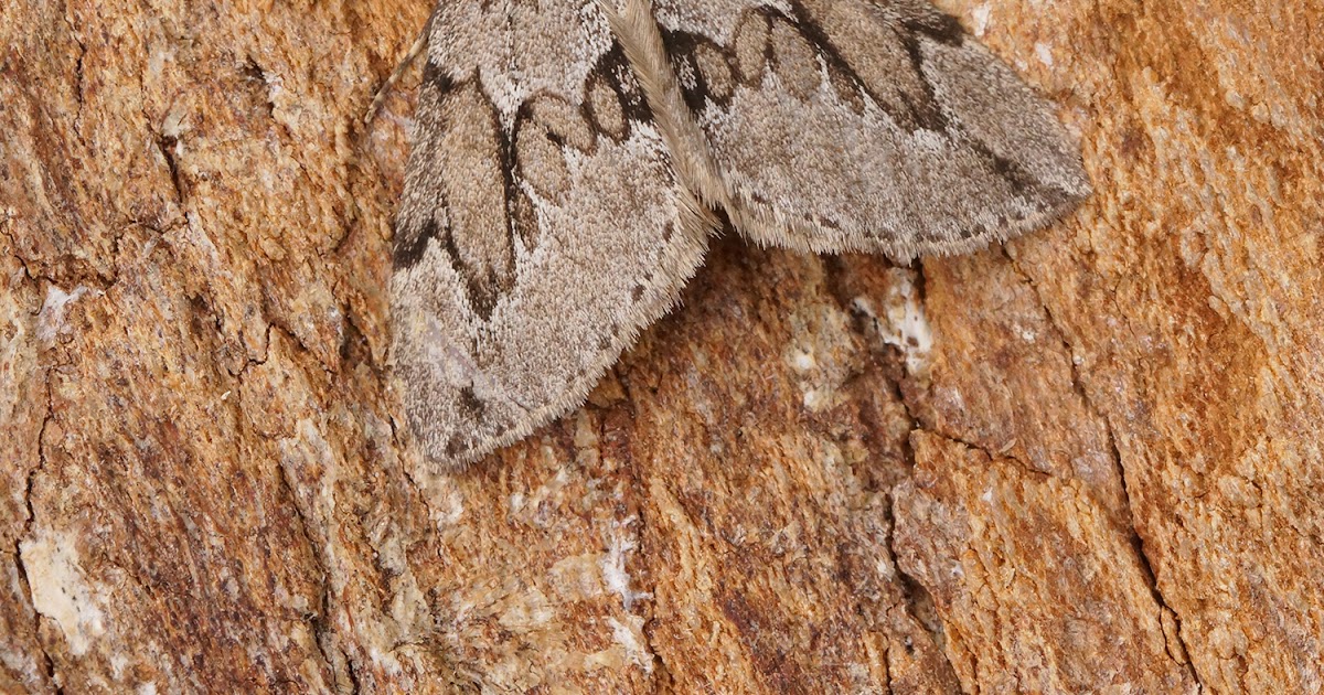 FlyinginFordham: Juniper Carpet - Moth species no.207