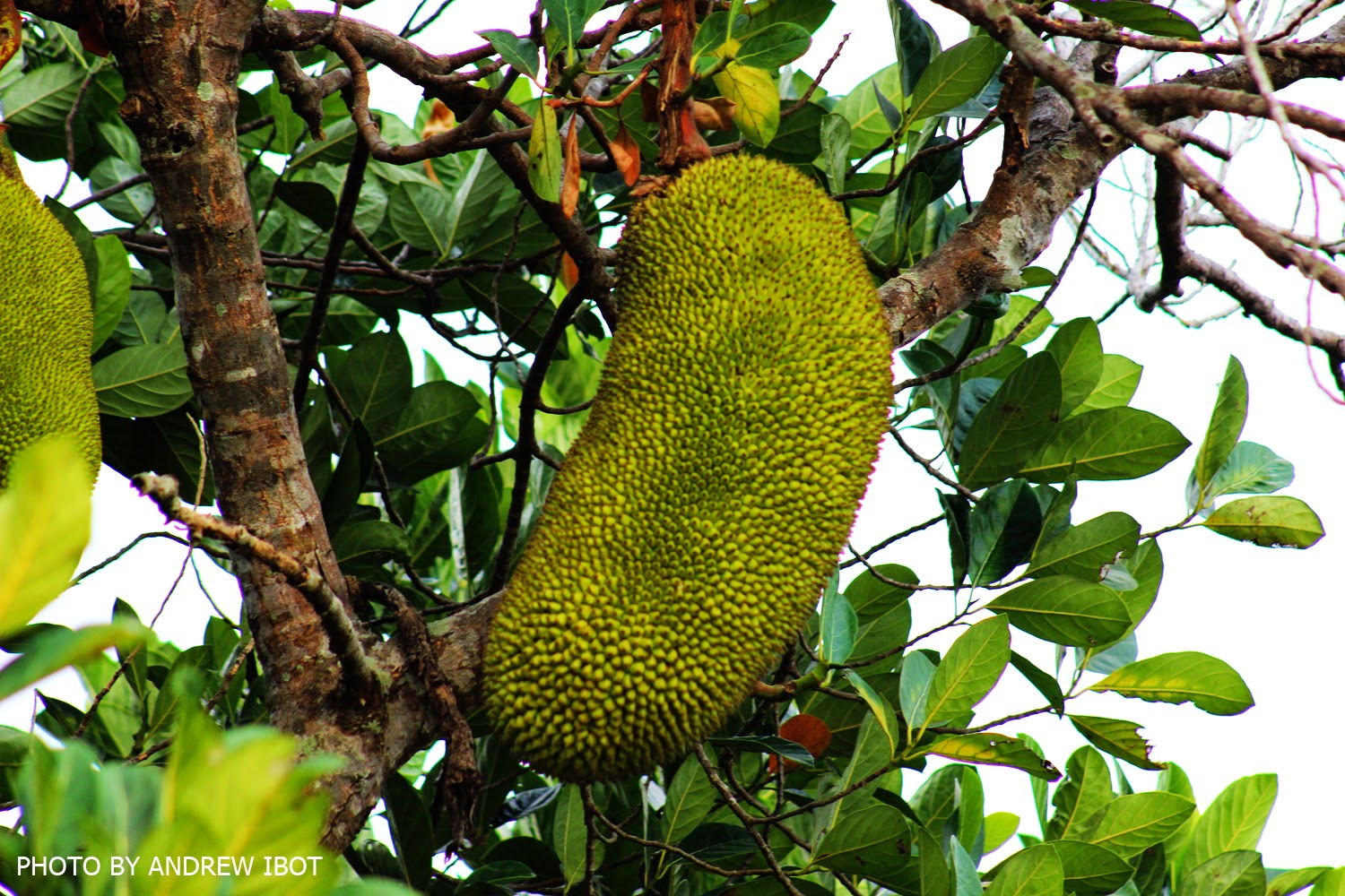 Ako si ANDREW IBOT!: Langka ( Artocarpus heterophylla Lmk)