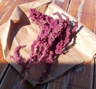 Big Yields: Amaranth harvest
