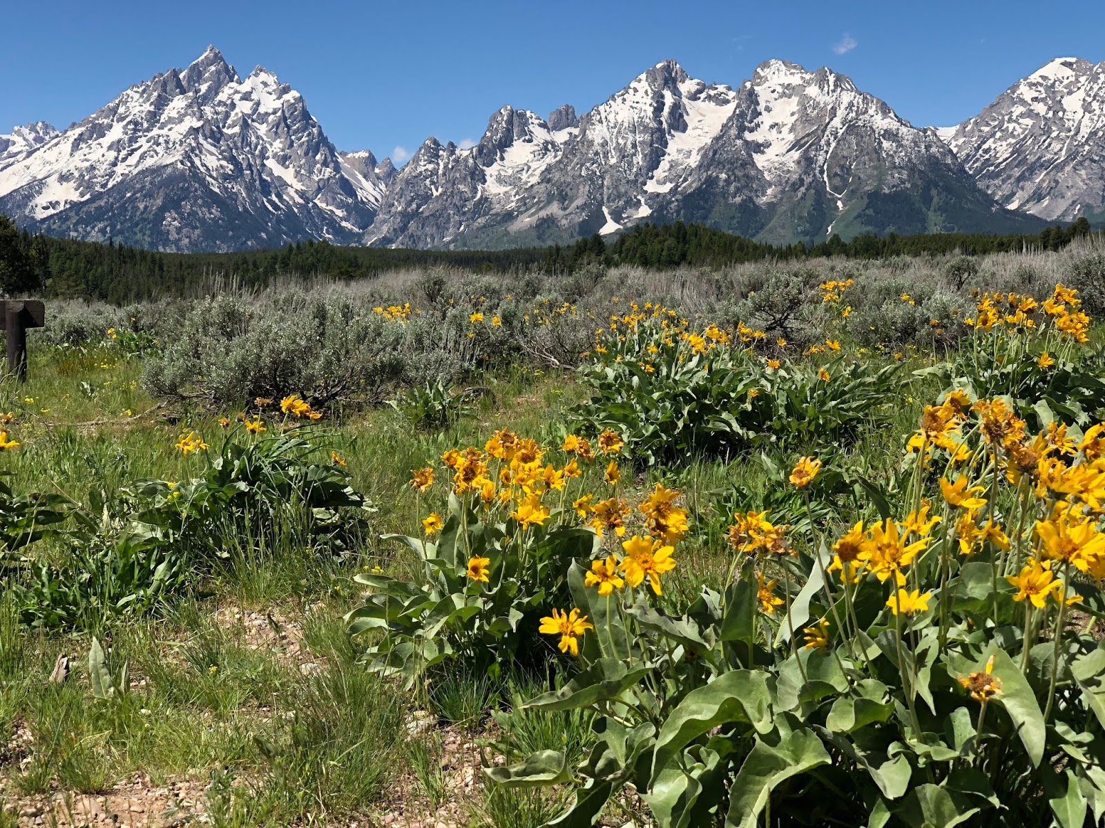 Cozy Rosie: Colter Bay RV Campground at Grand Teton National Park ...