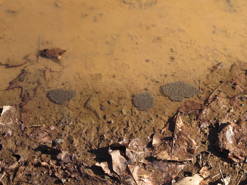 Squirrel's View: Water Springtails (Podura aquatic)