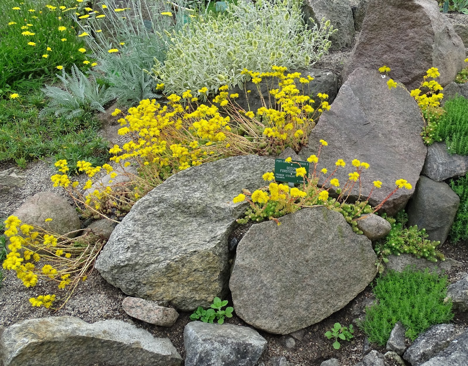 Prairiebreak: Copenhagen jewel box Rock Garden