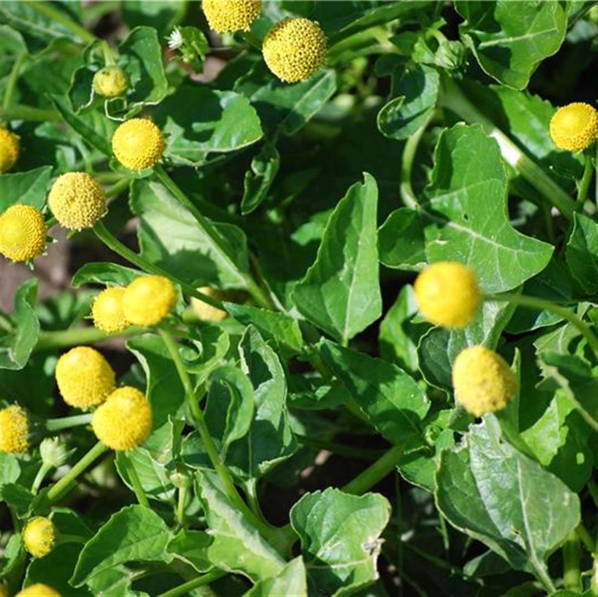 Brèdes mafane Ro mazava | La cuisine Malgache