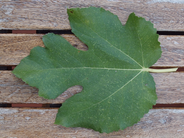 Victoria Fig - Var Tin