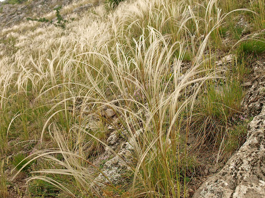 FotoBlogul lui Mihai C.: Colilia din Cheile Tureni