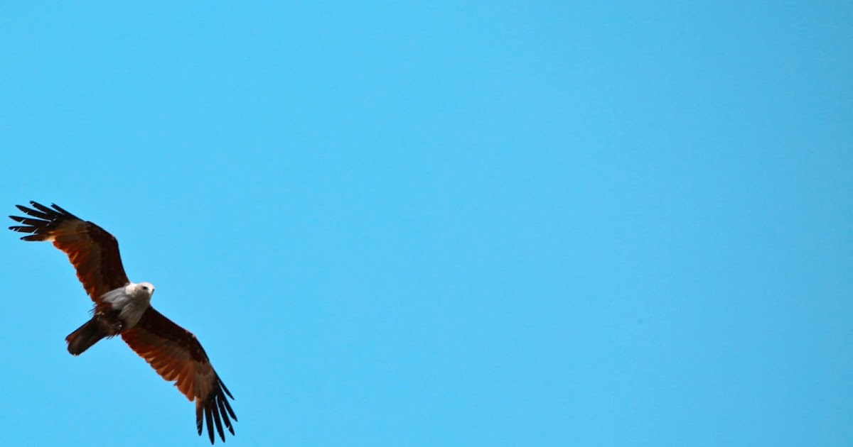 Sreekrishna Parunthu Backgrounds with Blue Theme