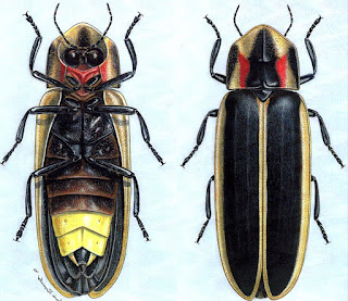 Gambar Kunang Kunang di Malam Hari | Kumpulan Gambar
