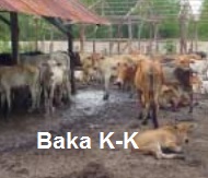 Anim Agro Technology: LEMBU - BAKA DI MALAYSIA